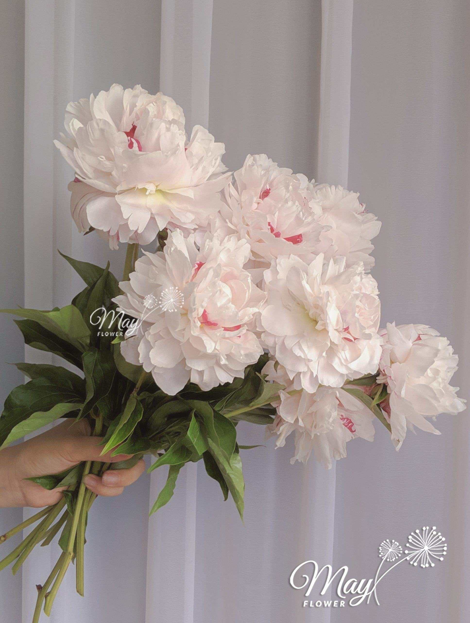 Ý nghĩa hoa mẫu đơn - Ý nghĩa phong thủy trong tình yêu và cuộc sống