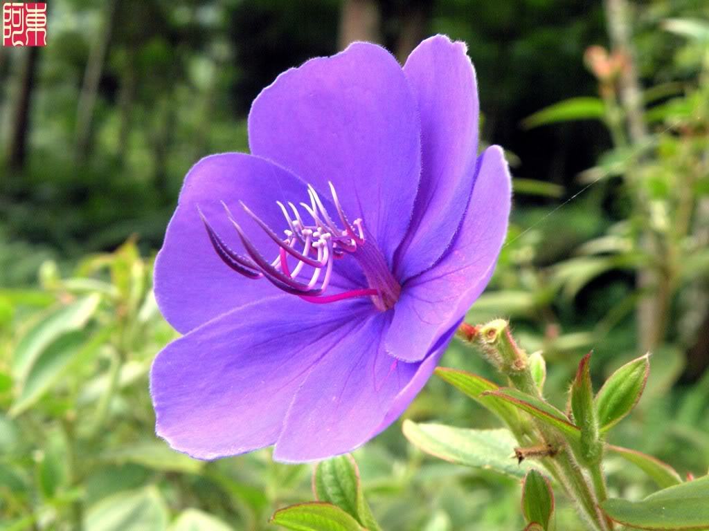 Ý nghĩa hoa Mua - Cửa hàng hoa tươi May Flower
