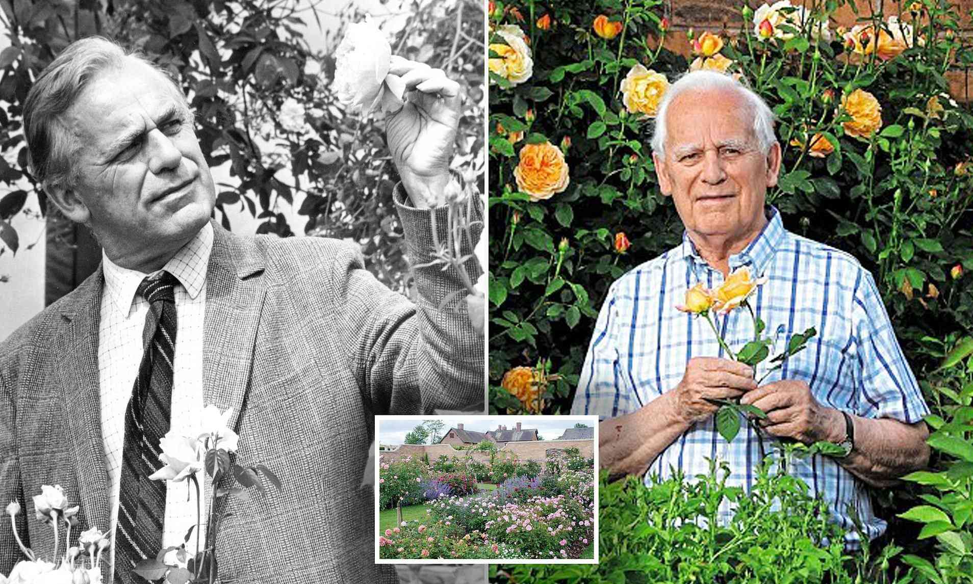 Các loại hoa David Austin - Cửa hàng hoa tươi May Flower