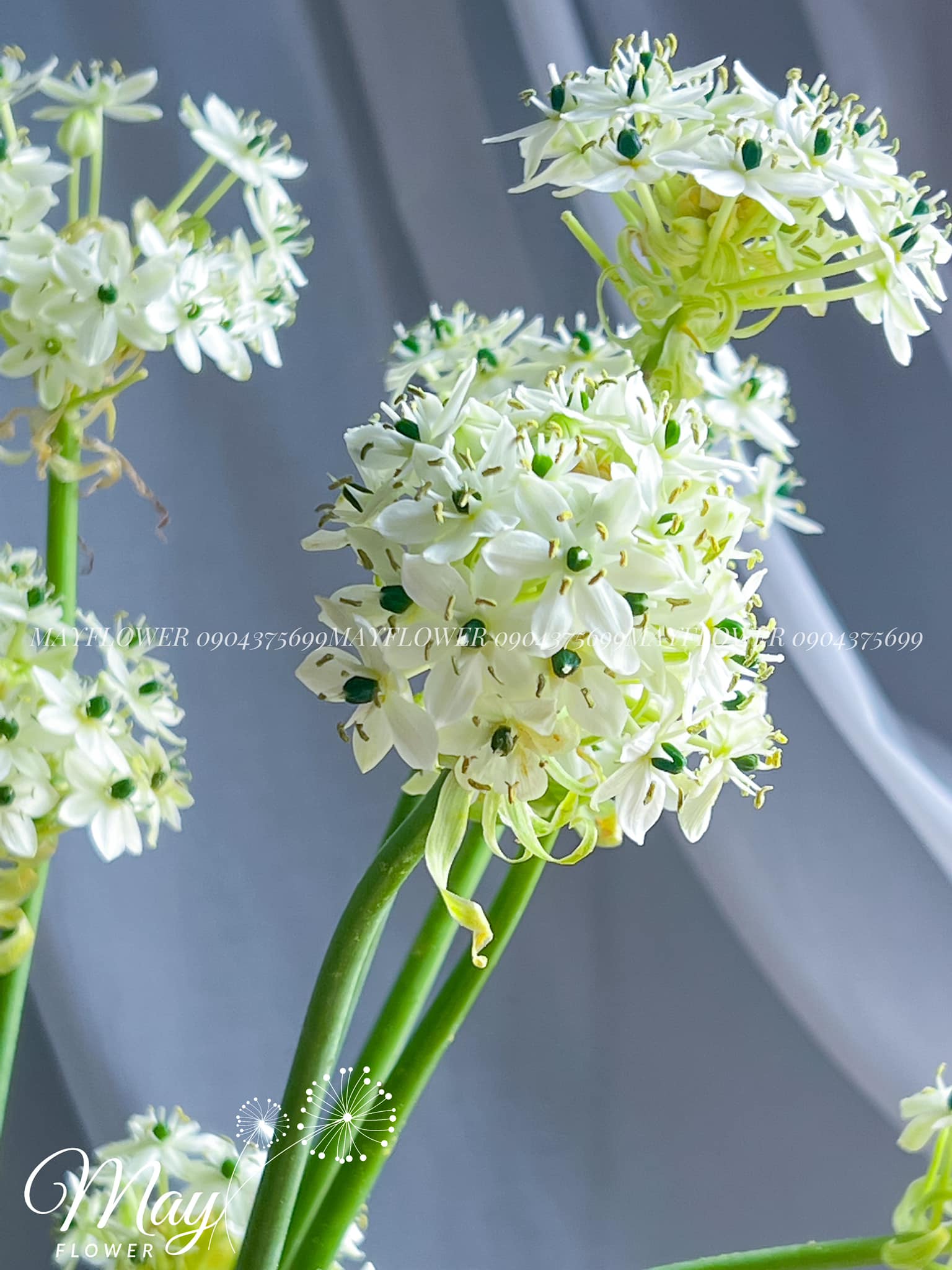 Thiên nga mắt ngọc - loài hoa đẹp quyến rũ tại Mayflower.